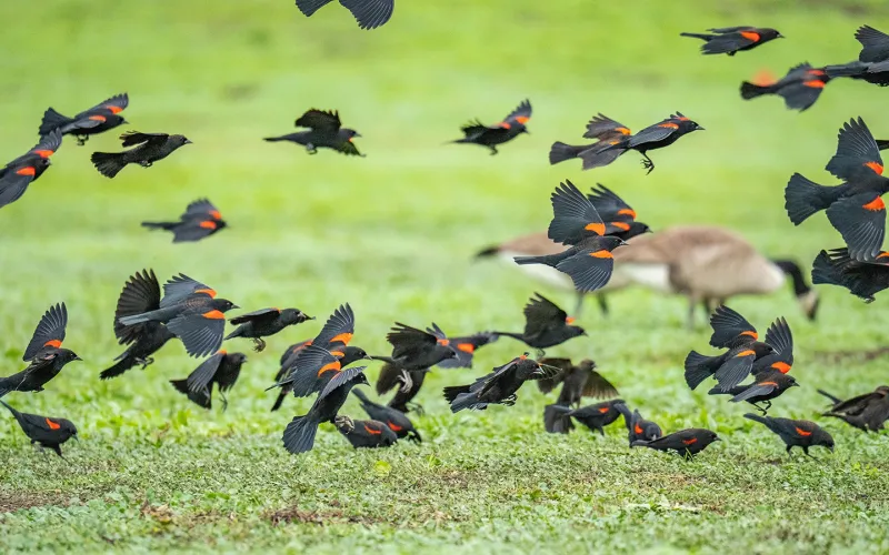 Easier Mdm Migrations