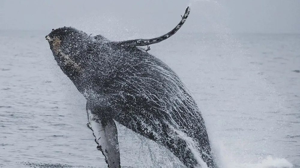 What is a Whaling phishing attack?