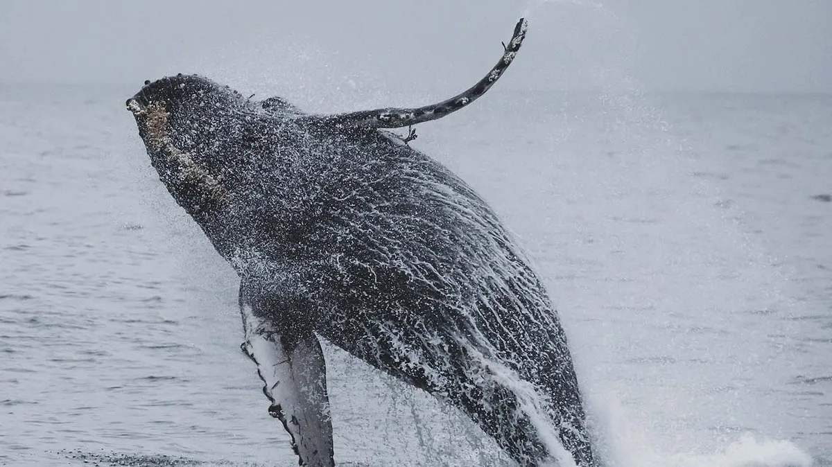 What is a Whaling phishing attack?