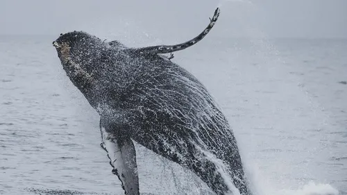 Qu’est-ce que le whaling, cette forme spécifique de phishing